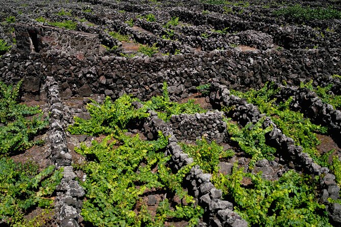 Private Pico Wine Tour (Half Day) - Summary of the Experience