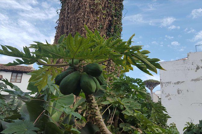 Private Shore Excursion in Tenerife from your Cruise Ship - FAQ