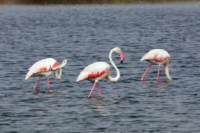 Private Sightseeing Boat Tour in Ria Formosa at Olhão - Why This Tour Is Worth Considering