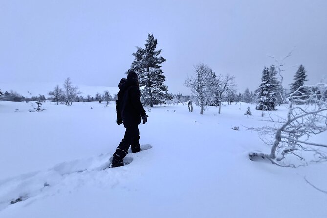 Private: Snowshoeing Safari in spectacular National Park - What We Love About This Experience
