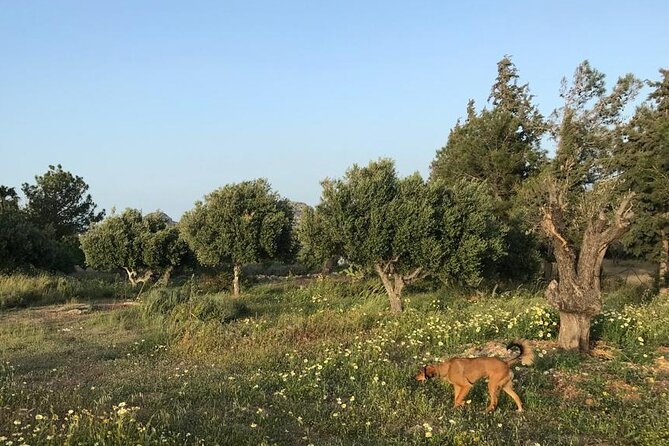 Private Tour: Discover the Secret World of Olives in Afantou - Authentic Reviews: What Travelers Say