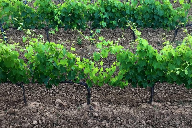 Private Tour: Montalcino Wine Tasting Experience - FAQ about the Montalcino Wine Tasting Experience