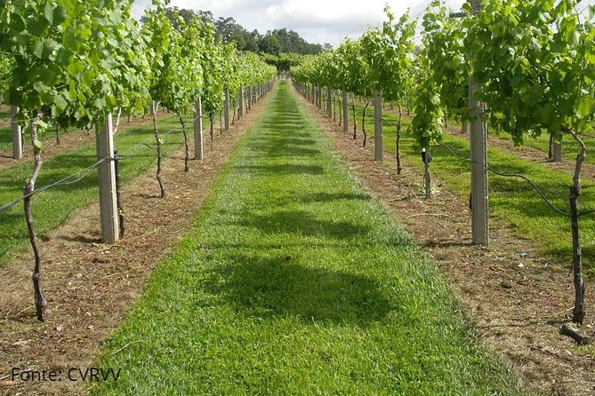 Private tour to Ponte de Lima, Vinho Verde region - Exploring Local Traditions and Hidden Gems