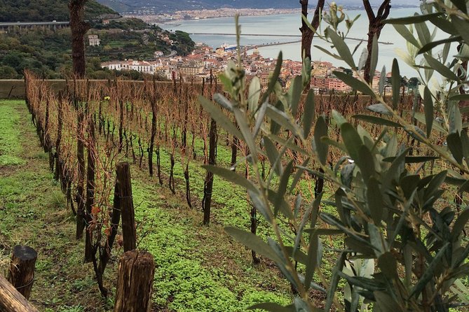 Private Vineyard Visit: Wine Tasting, Local Delicacies & Ceramics - Is This Tour Right for You?
