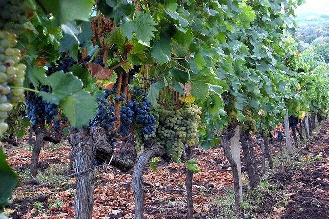 Private visit to the cellars of Etna with wine tasting - Pricing and Value