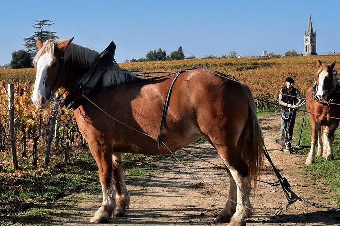 Private Wine Lovers - Super St Emilion - behind the scenes visits top chateaux and medieval town - Practical details and what to expect
