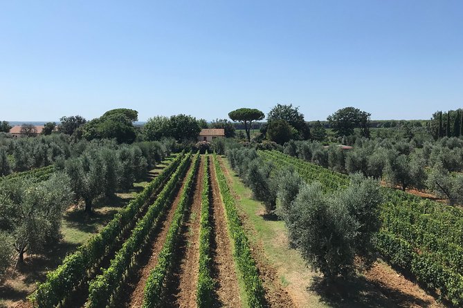 Private wine tour with sommelier - the magical Bolgheri (2 wineries) - Who Will Love This Tour?