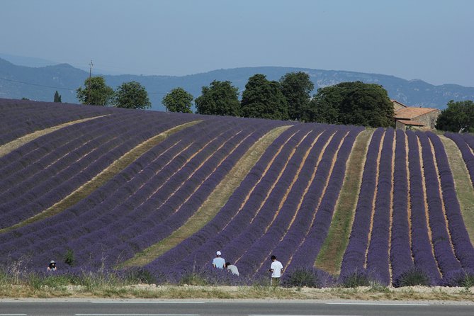 Provence Lavender Full Day Tour from Avignon - Sault or Roussillon: The Peak Blooming Moment