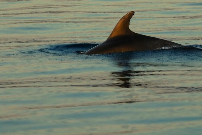 PUBLIC 5,5h Plavnik Island Half-day Boat Trip - Final Thoughts: Who Will Love This Tour?