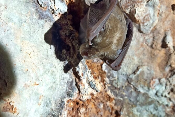 Pulo di Altamura: excursion in the Alta Murgia National Park - The Experience in Detail: What You Can Expect