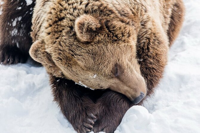 Ranua Zoo Family Tour from Rovaniemi - Final Thoughts: Is It Worth It?