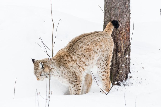 Ranua Zoo tour, optional lunch - FAQs