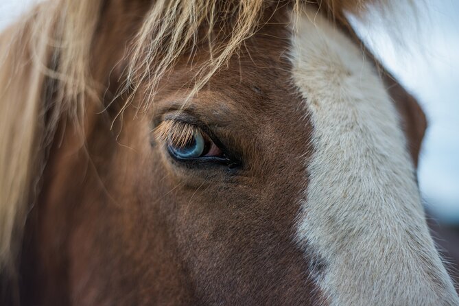 Red Lava Horse Riding Tour From Reykjavik - The Sum Up