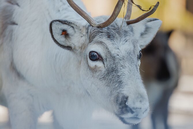Reindeer Experience with Sledge Ride - Transportation, Group Size, and Timing