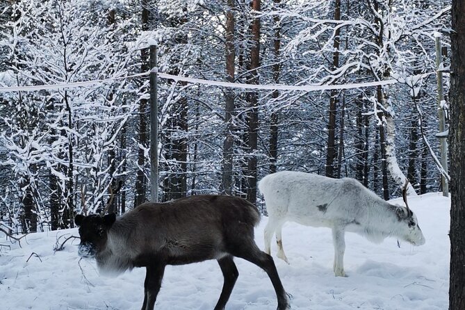 REINDEER FEEDING - Join us for a unique moment with our reindeer - Practicalities and Tips