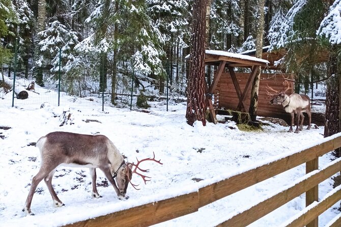 Reindeer Park Adventure VIP Car (private service) - Evaluating the Price and Overall Value