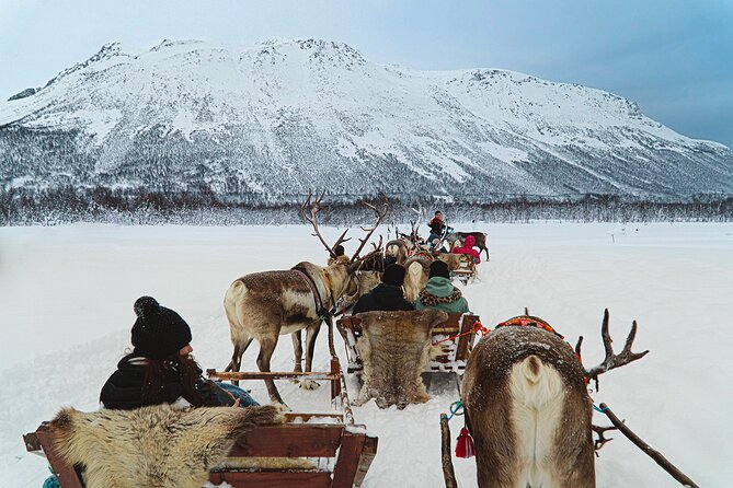 Reindeer Sledding and Feeding with Sami Culture in Tromso. - Practical Tips for Travelers