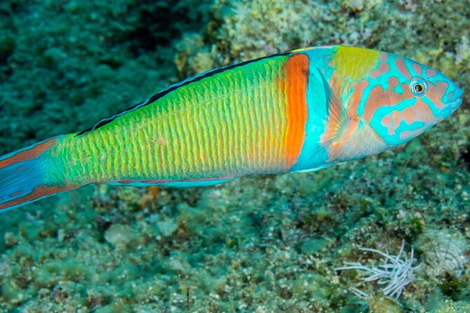 Research diving with a Marine Biologist in Crete - Who Is This Tour Best For?