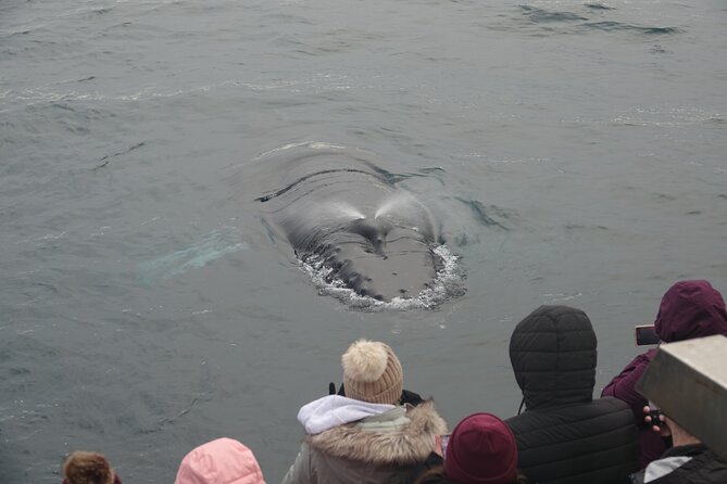 Reykjavík Bay Arctic Rose Whale Watching Excursion - The Sum Up: Why This Tour Is a Solid Choice