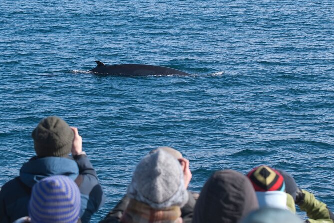 Reykjavik Whales & White Water Rafting Adventure - FAQ