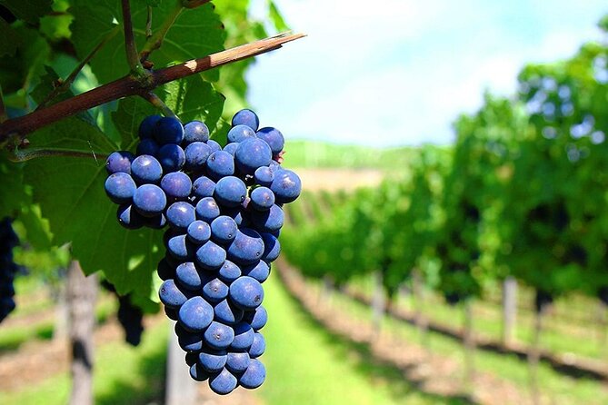 Rhodes Wine & Food Tour: 10 Meal Course Lunch, Wine Tasting, Cooking Class - What the Reviews Say