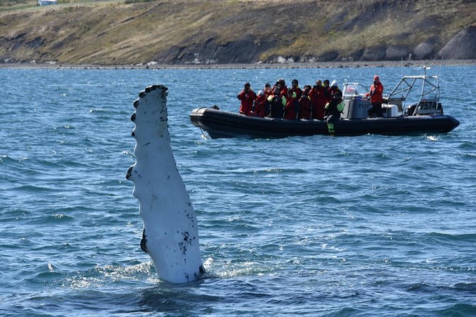 RIB boat express: Whales, Eyjafjord and Akureyri - Final Thoughts: Is This Tour Right for You?