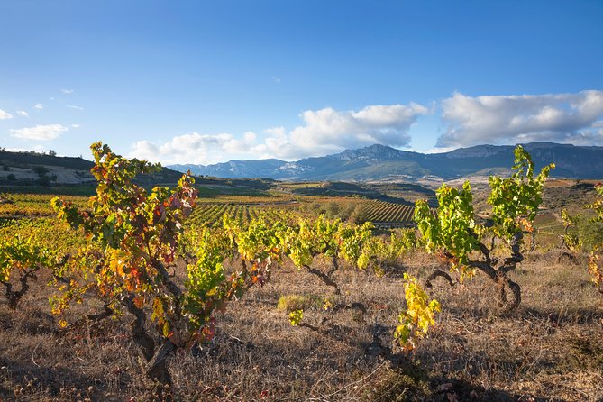 Rioja Wine Tour: 2 Wineries From Pamplona - Who Should Consider This Tour?