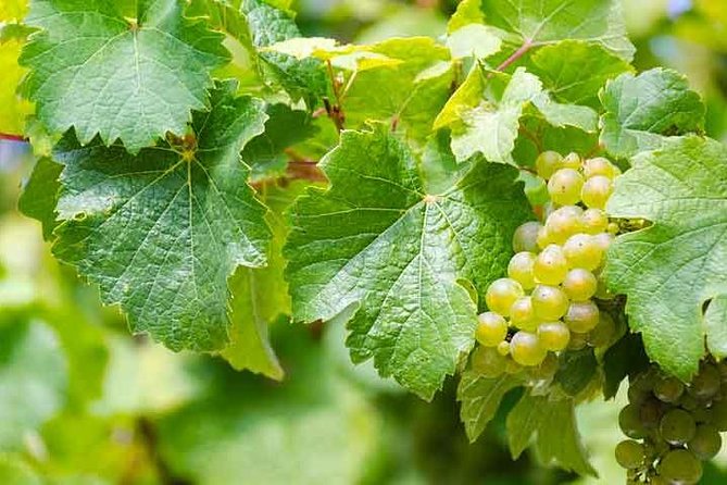 Rome Vineyards Wine tasting Private Day Tour - Exploring the Town of Frascati and the Appian Way