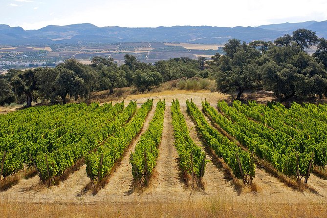 Ronda Private Full Day Wine Tour - Returning Journey: Comfort and Reflection
