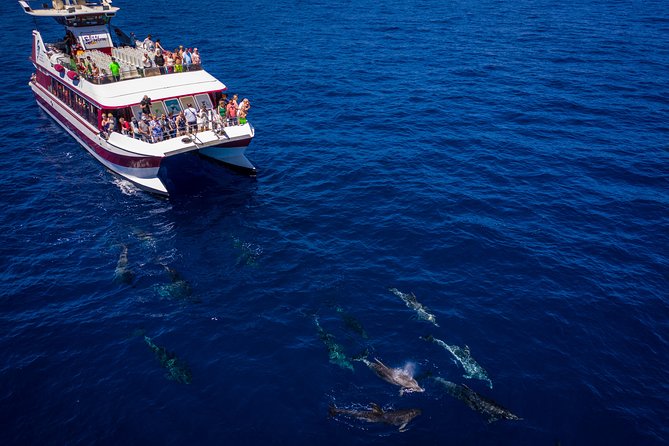 Royal Delfin - 4'5H Dolphin & Whale Watching - Los Gigantes Masca - Lunch & Swim - Practical Details