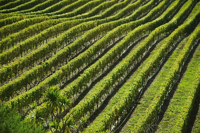 Sant'Agata de' Goti wine tasting and cooking class experience - Final Thoughts