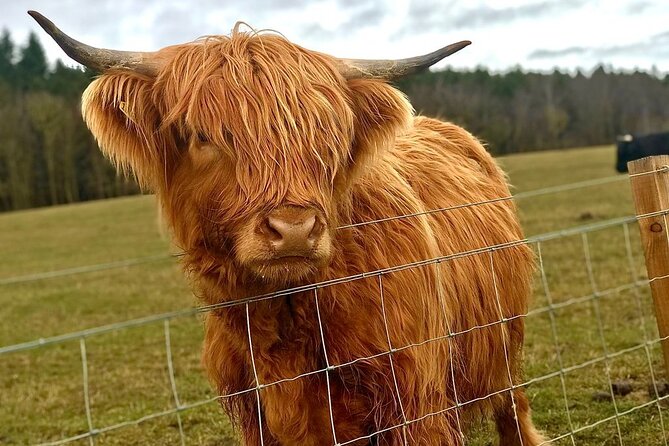 Scone Palace, Nature, Pitlochry, Whisky Experience from Edinburgh - Final Thoughts: Who Should Book?