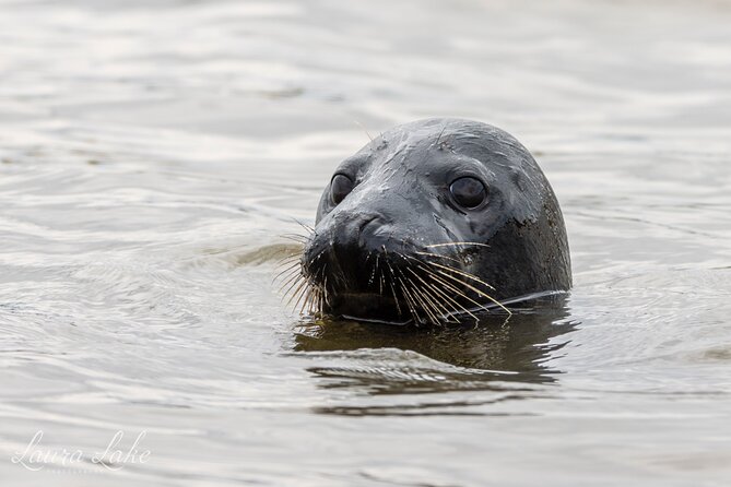 Scroby Sands Seal Watching - Frequently Asked Questions