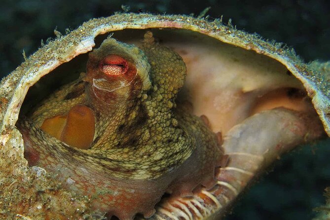 Scuba Diving Experience for Beginners in Ponta de São Lourenço - The Value of This Tour