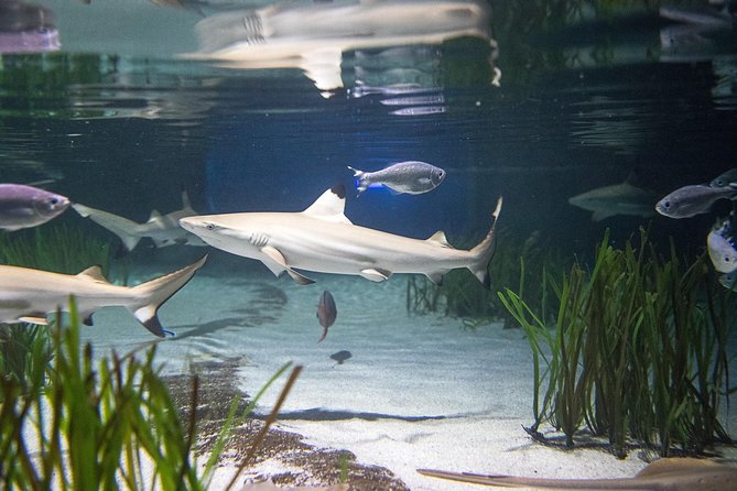 SEA LIFE Oberhausen Admission Ticket - Who Would Love SEA LIFE Oberhausen?