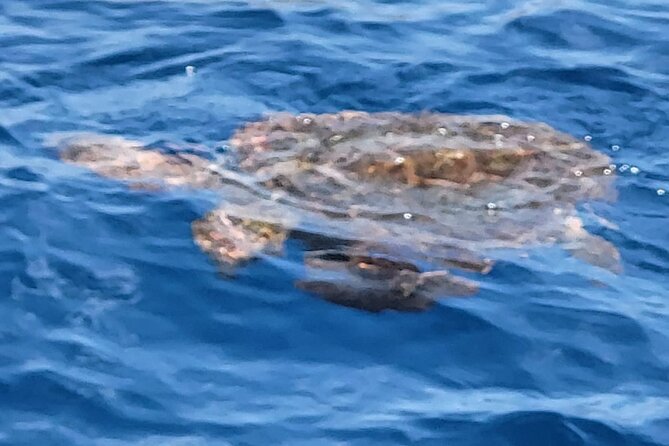 SEA SAFARI Dolphins, Whales, 3h speedboat DISCOVERY-TOUR - Final Thoughts