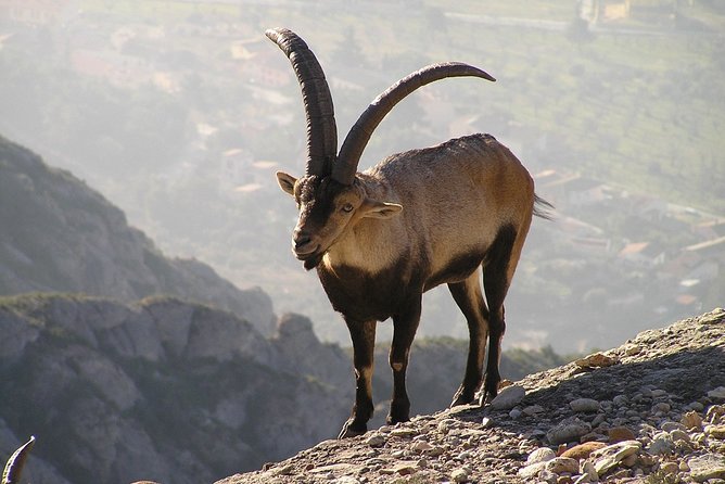 Semi-Private Montserrat Monastery, Funicular & Scenic Nature Walk - Market and Local Flavors