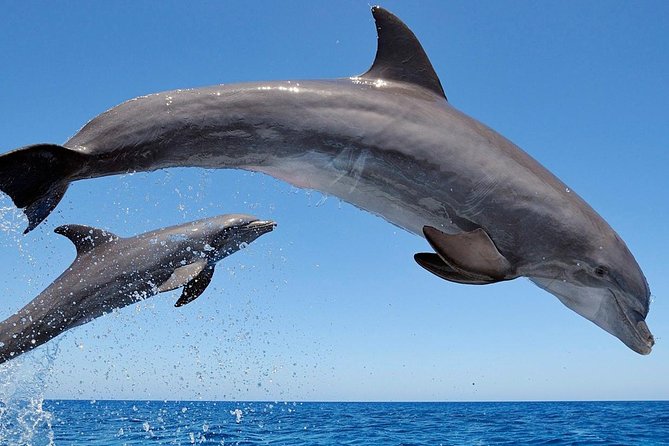 Setúbal Private Tour - Including Dolphin Watching - Who Would Love This Tour?