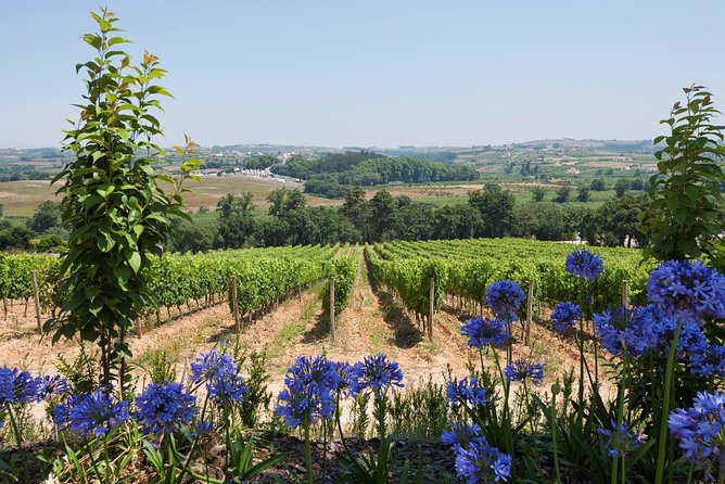 Setúbal Wine Tour with Visit and Tasting at 2 Wineries - What You Can Expect at Each Winery