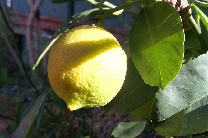 Sicilian Cooking Class in Palermo - What People Say: Authenticity and Value