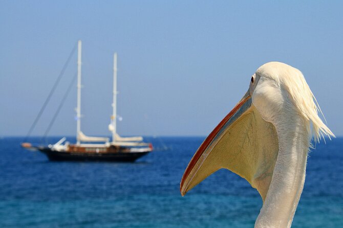 Sightseeing with a Mykonian(Small Group or Private) - Practical Details and Considerations