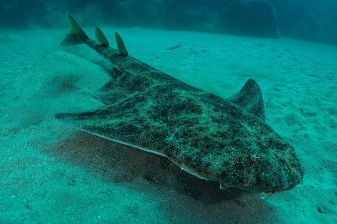 Single Dive for qualified divers from shore, region Puerto del Carmen. - Why This Dive Experience Is Worth Considering