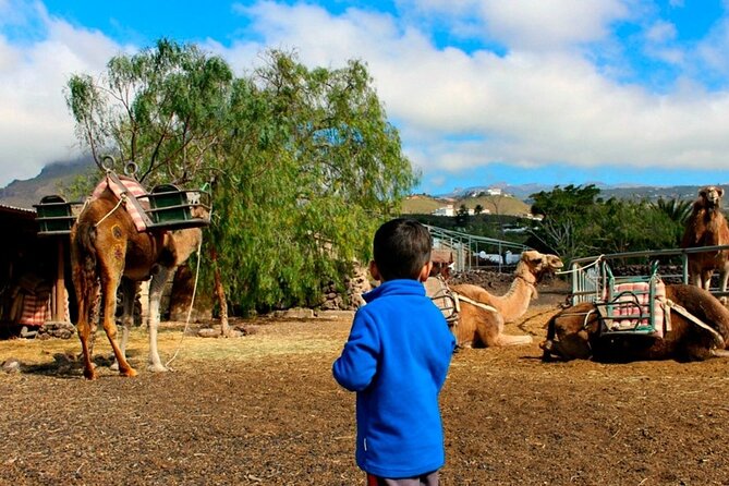 Skip the Line: Camel Park Tenerife Ticket - Practical Tips for Your Visit