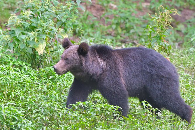 Small-Group Brown Bear-Watching Experience from Brasov - FAQ
