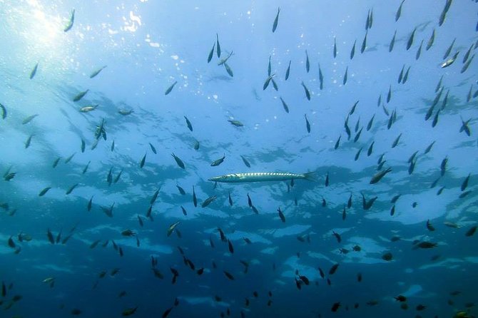 Small Group Diving Baptism in Tossa de Mar - Who Should Consider This Experience?