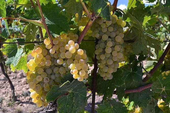 Small-Group Vernaccia di San Gimignano Wine Tour - White and Red Wines - The Sum Up
