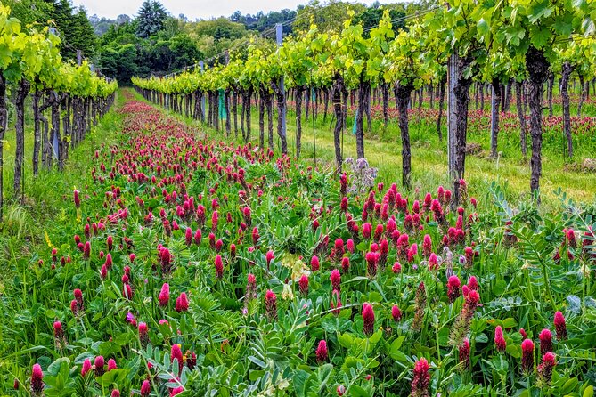 Small-group Vienna Wine Tour - How Are the Guides and Reviews?