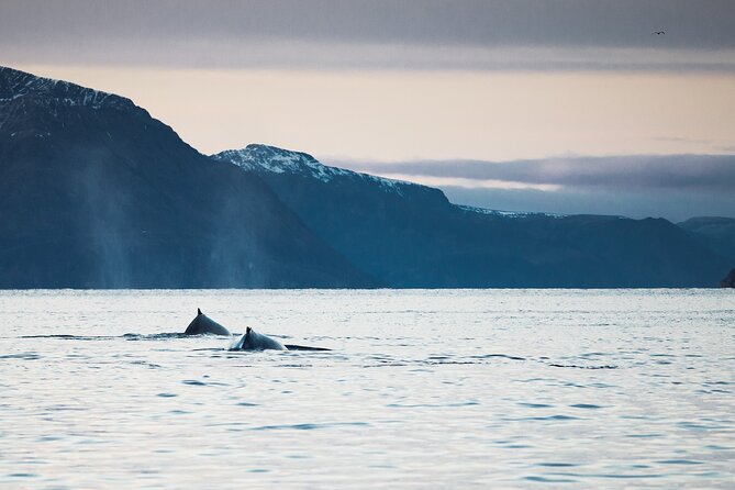Small Group Whale Watching by RIB - The Sum Up: Who Will Love This Tour?