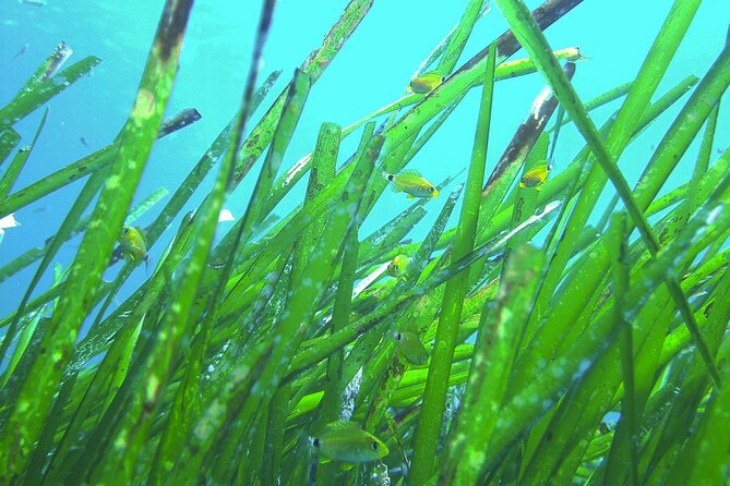 Snorkeling Adventure Trip - What Makes this Tour Stand Out?