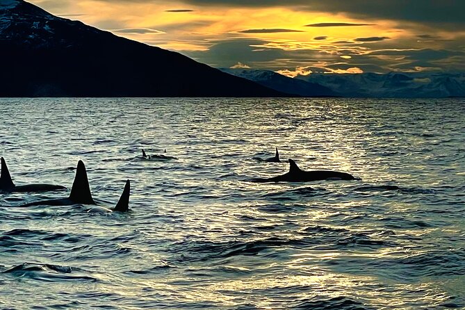 Snorkeling with Orcas In Norway, 4 days All-Inclusive expedition - The Value of All-Inclusive Comfort and Expert Guidance